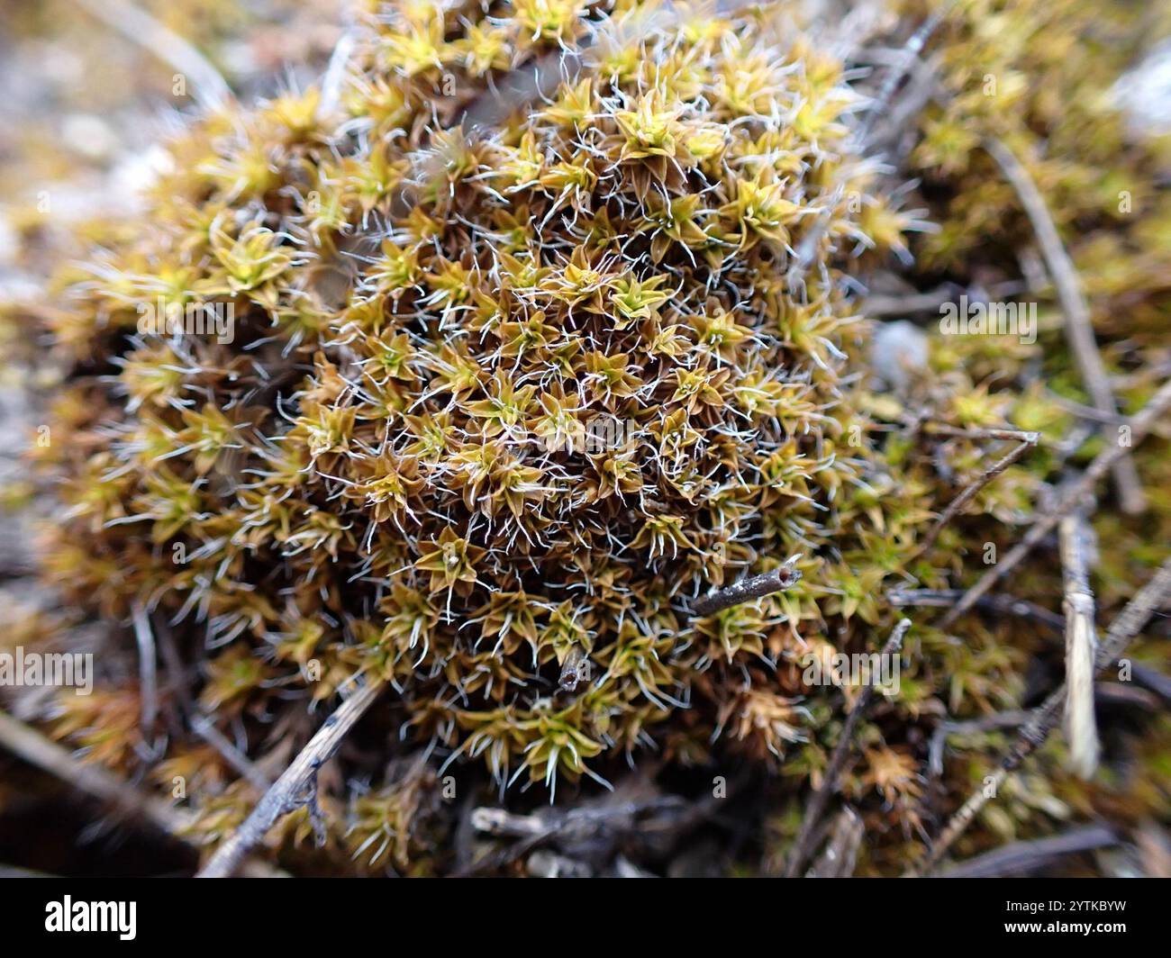 Star Moss (Syntrichia ruralis Stock Photo - Alamy