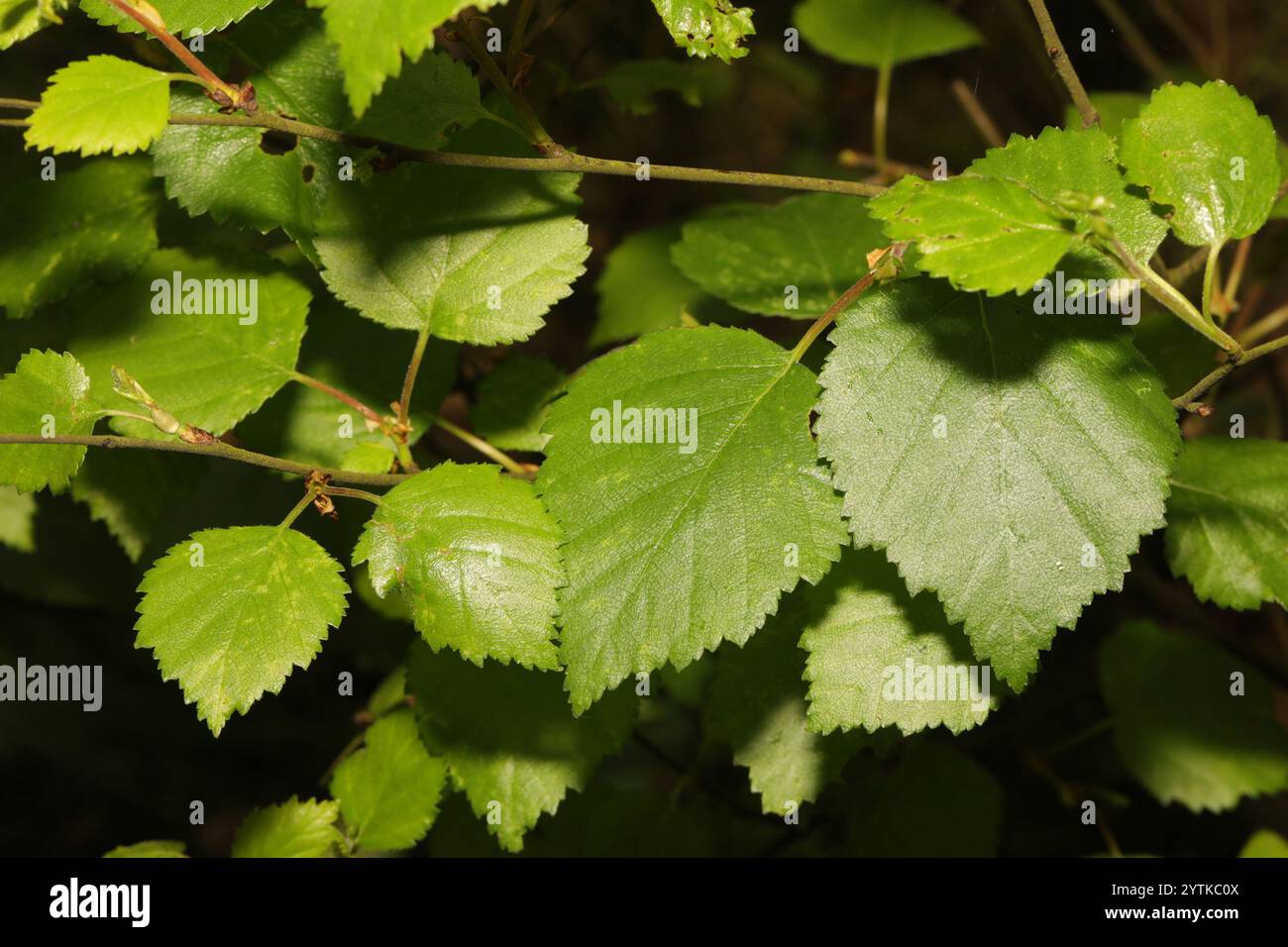 Downy Birch (Betula pubescens Stock Photo - Alamy