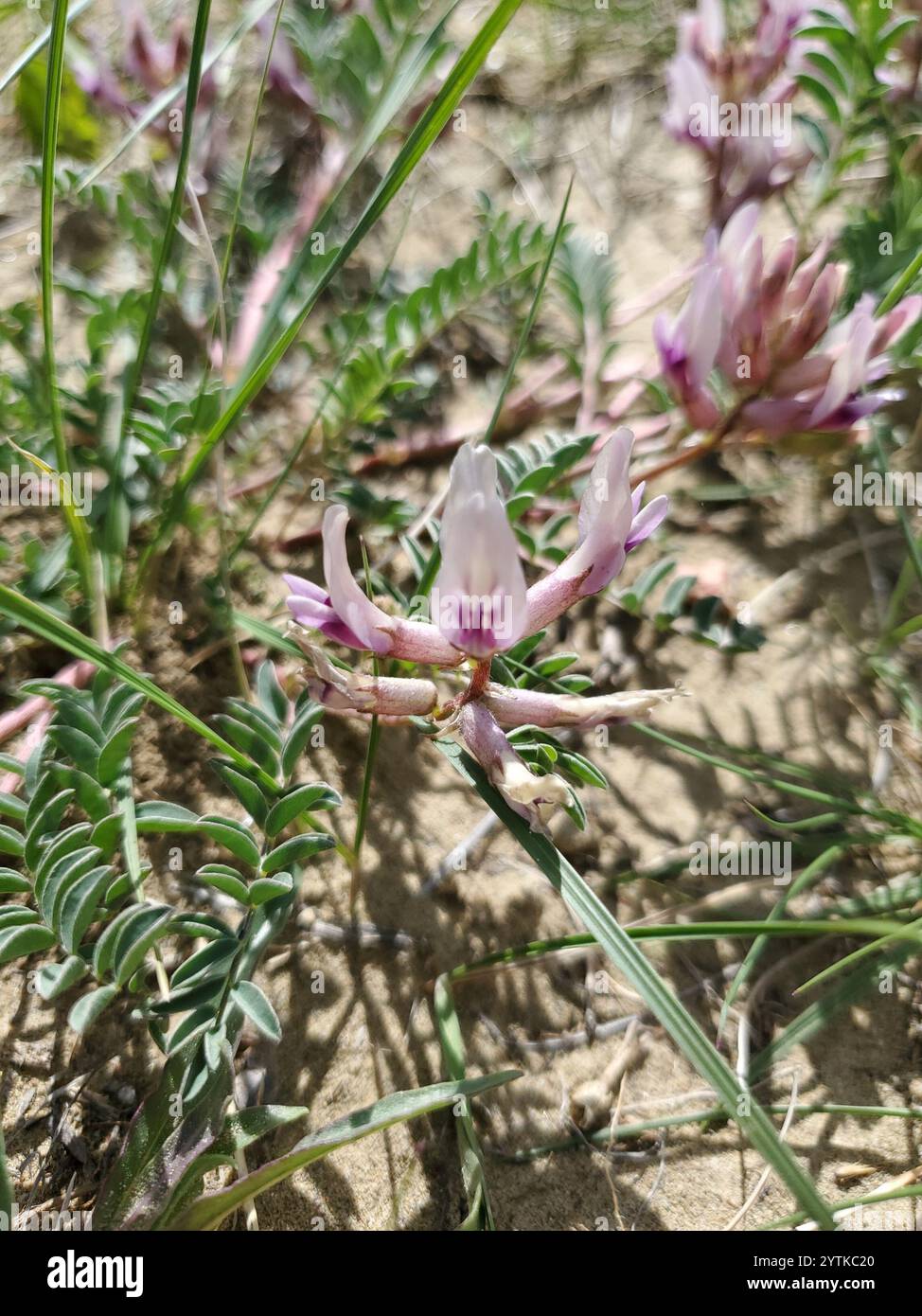 Ground-plum (Astragalus crassicarpus Stock Photo - Alamy