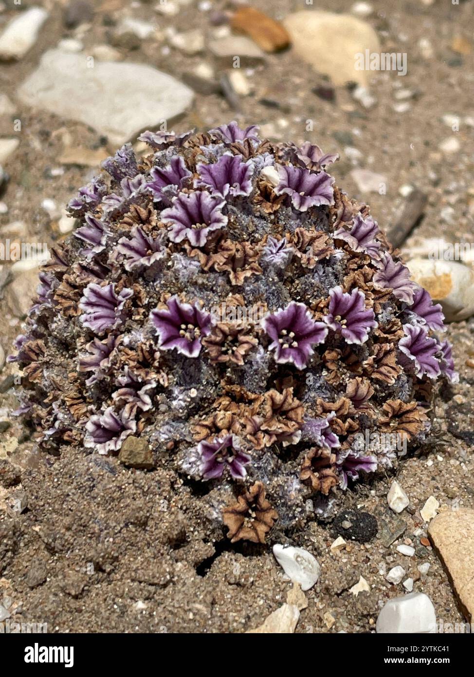 desert Christmas tree (Pholisma arenarium Stock Photo - Alamy
