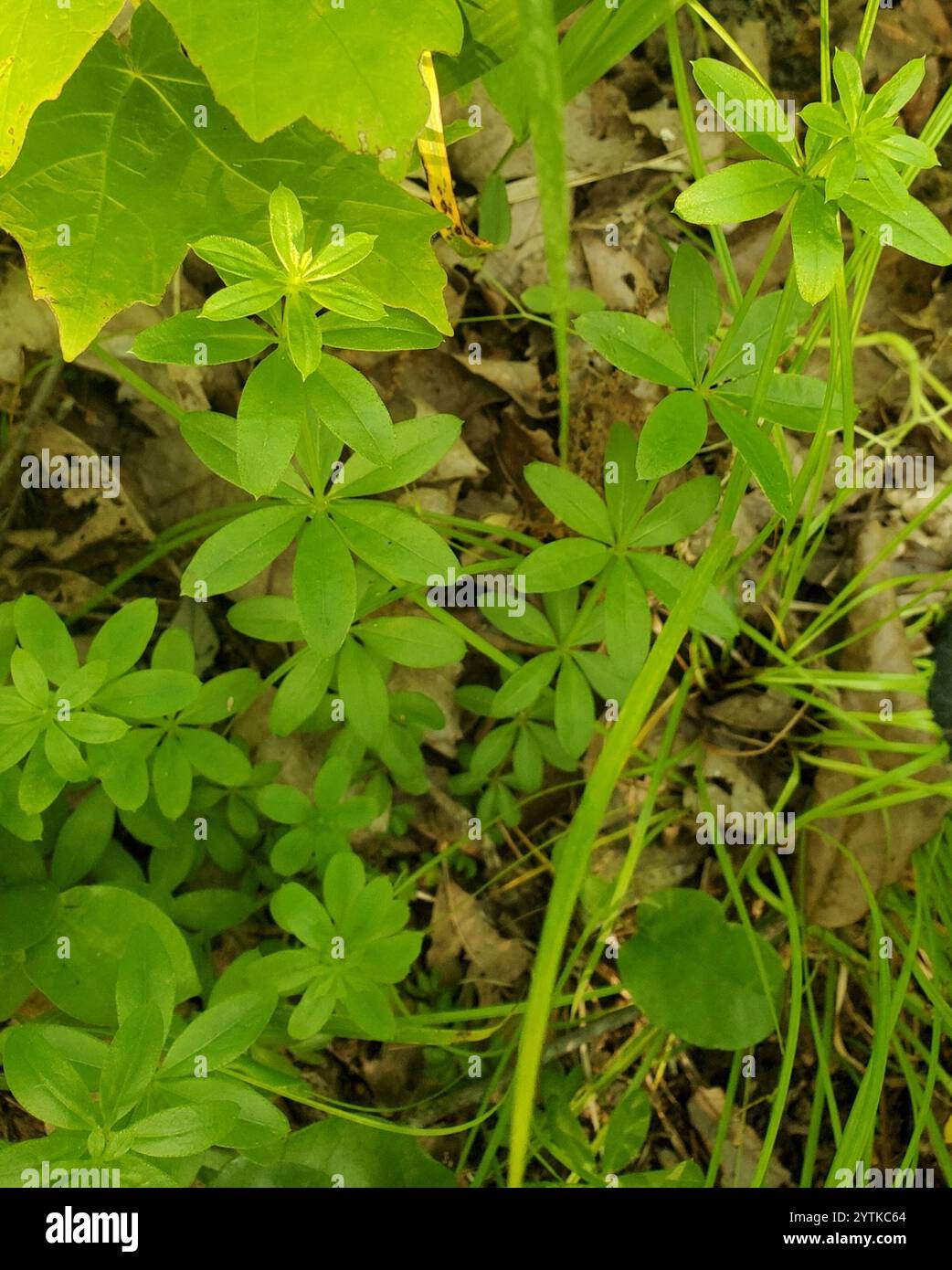 fragrant bedstraw (Galium triflorum Stock Photo - Alamy