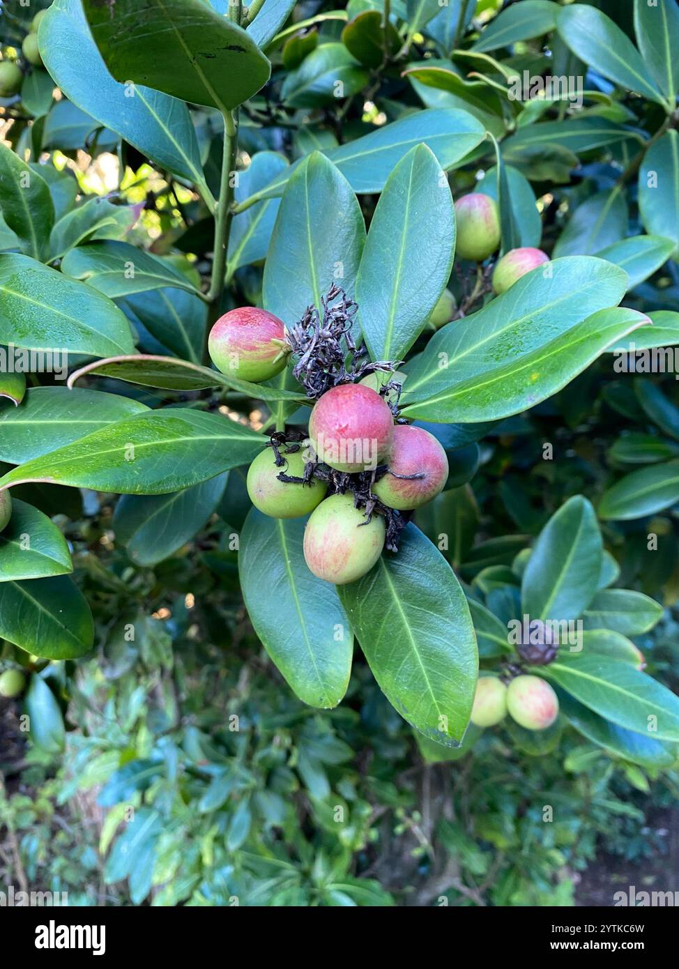 Acokanthera hi-res stock photography and images - Alamy