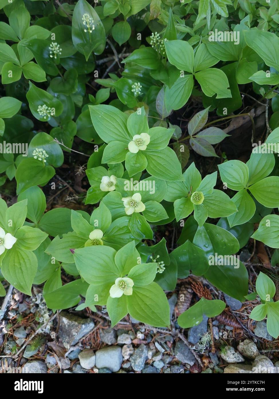 Canadian bunchberry (Cornus canadensis Stock Photo - Alamy