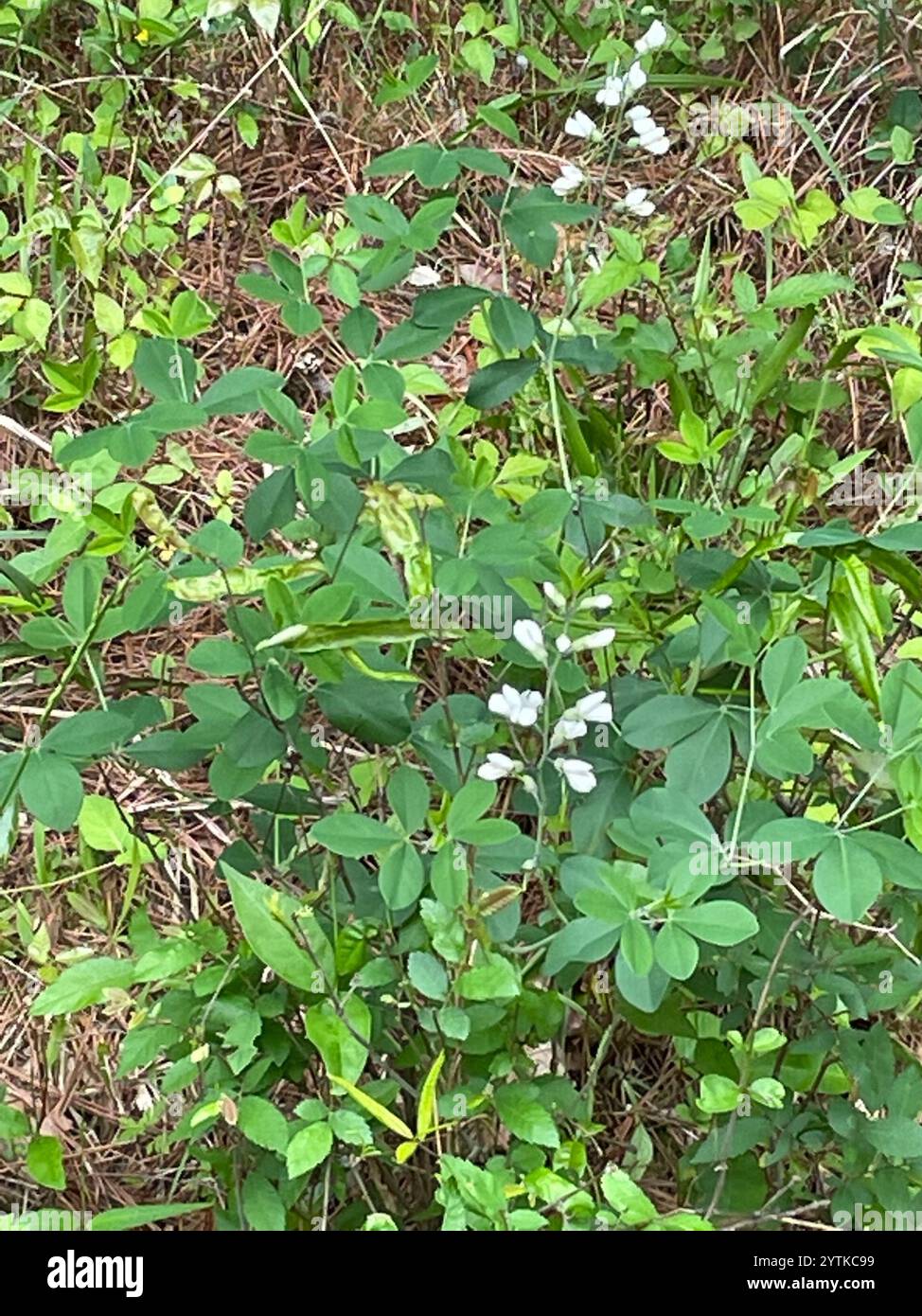 white wild indigo (Baptisia alba Stock Photo - Alamy