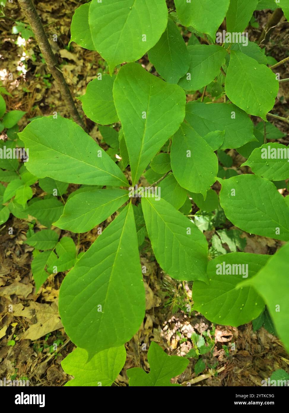 Bigleaf Snowbell (Styrax grandifolius Stock Photo - Alamy
