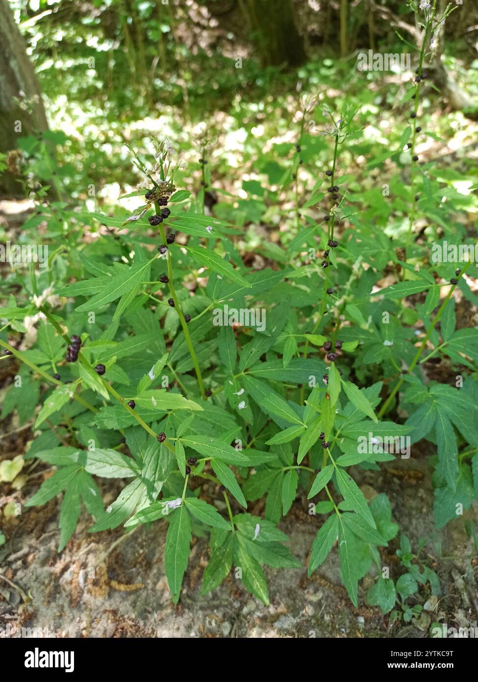 coralroot (Cardamine bulbifera Stock Photo - Alamy