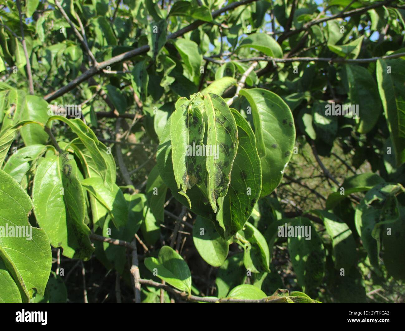 wild-medlar (Vangueria infausta Stock Photo - Alamy
