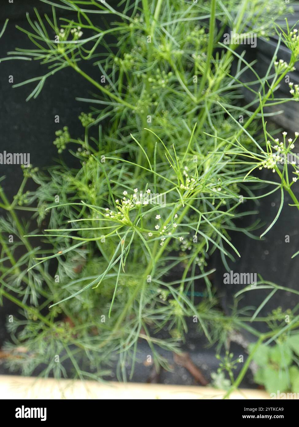 Marsh parsley (Cyclospermum leptophyllum Stock Photo - Alamy