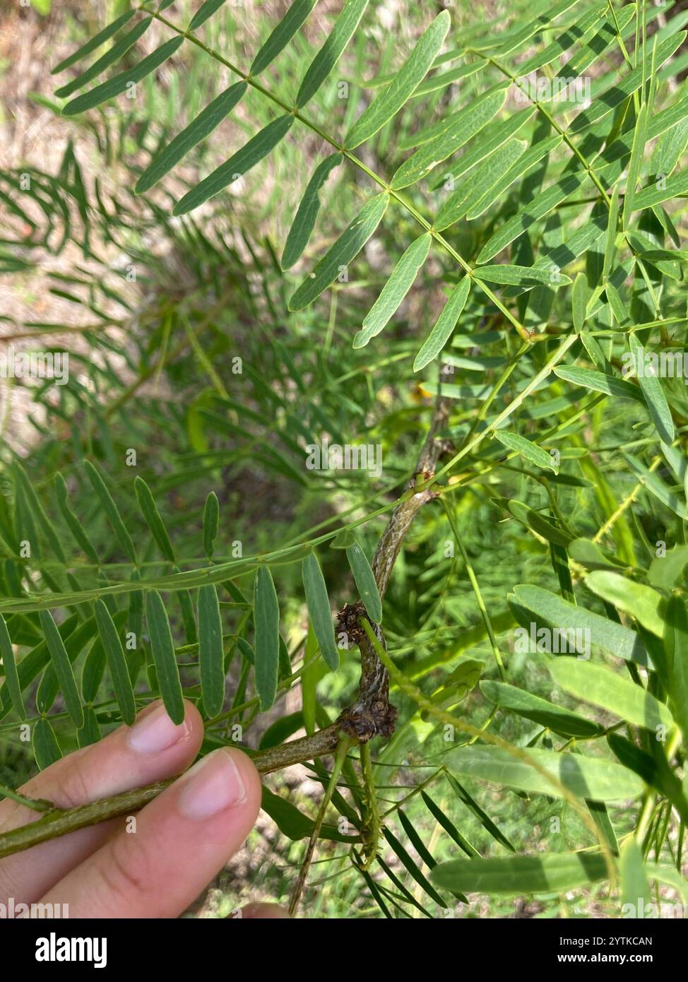 Neltuma glandulosa hi-res stock photography and images - Alamy