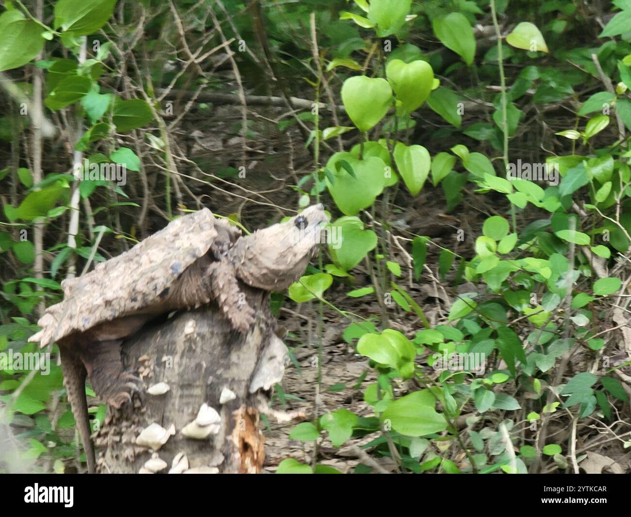Alligator Snapping Turtle (Macrochelys temminckii Stock Photo - Alamy