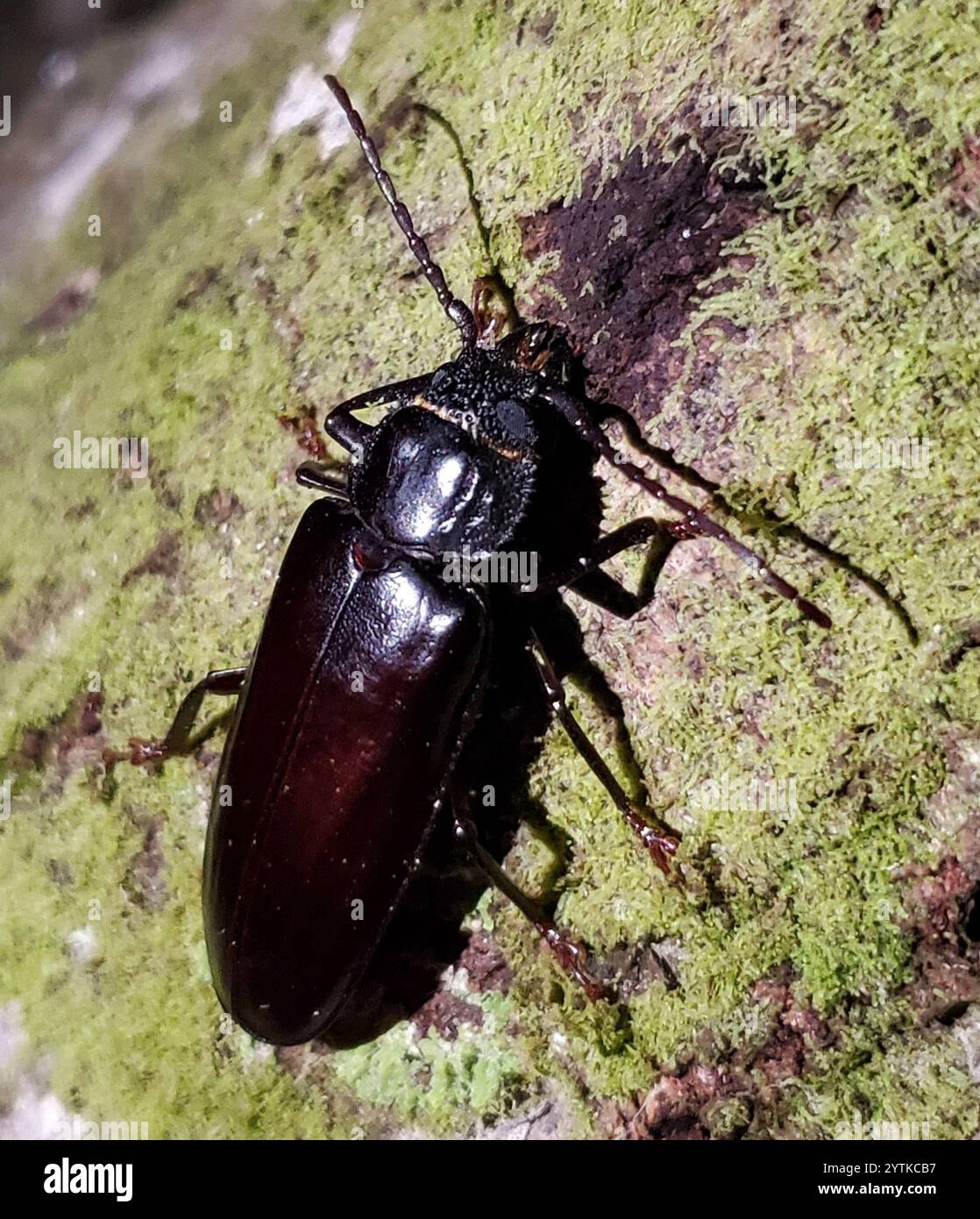 Hardwood Stump Borer (Mallodon dasystomus Stock Photo - Alamy