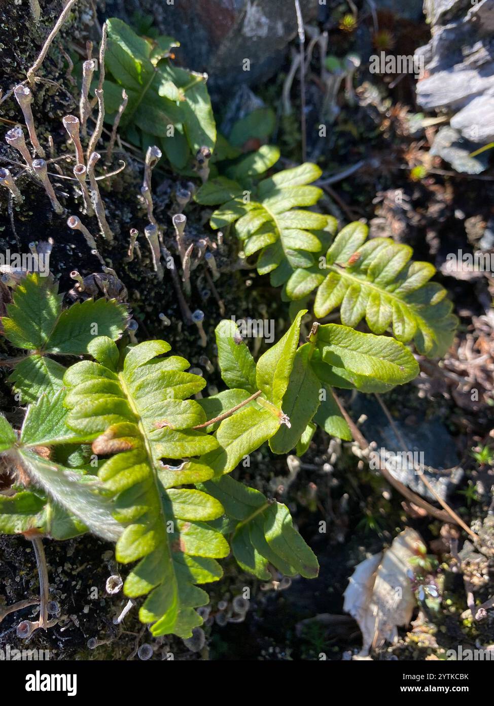 licorice fern (Polypodium glycyrrhiza Stock Photo - Alamy