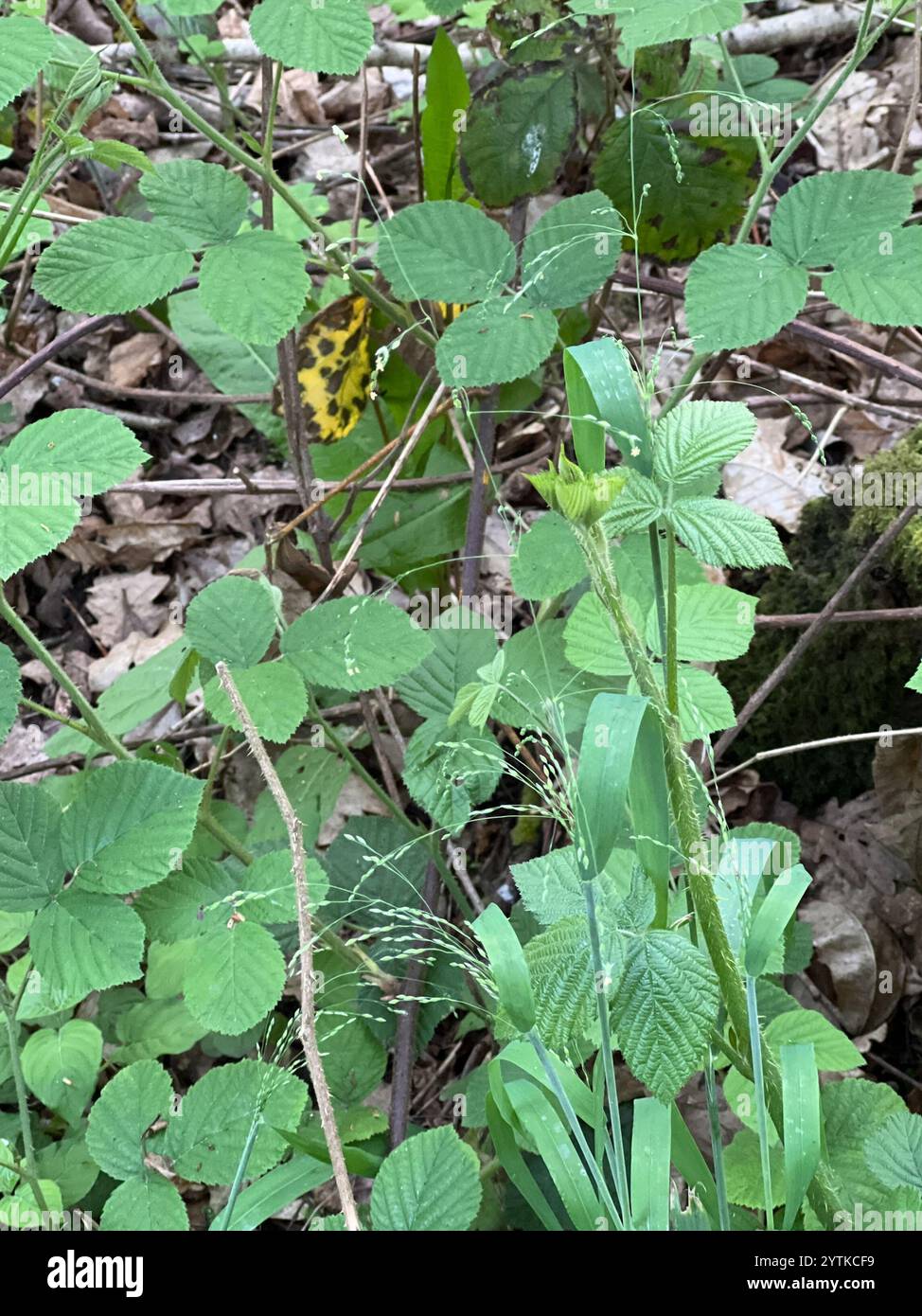 grasses, sedges, cattails, and allies (Poales Stock Photo - Alamy