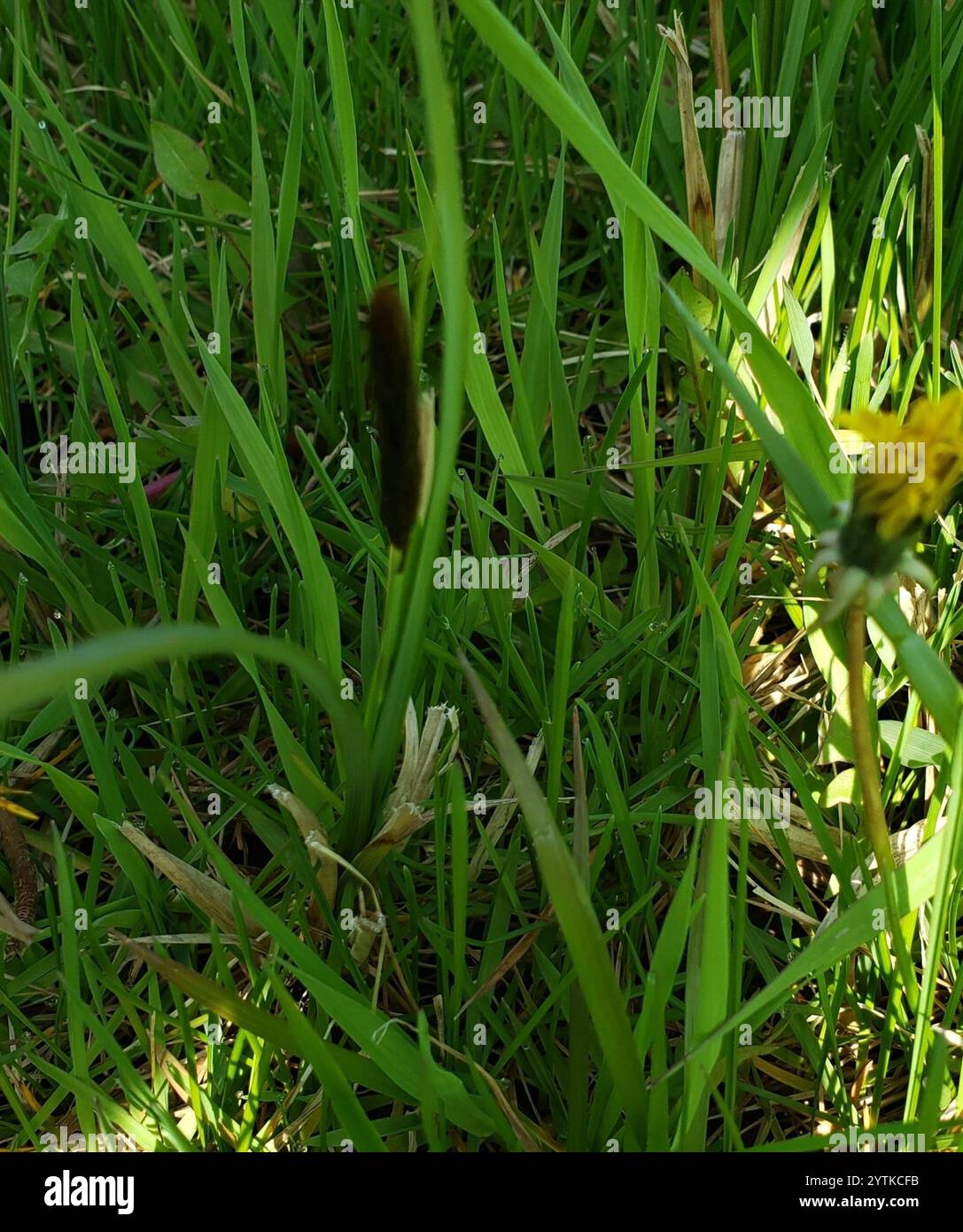Foxtail grasses (Alopecurus Stock Photo - Alamy