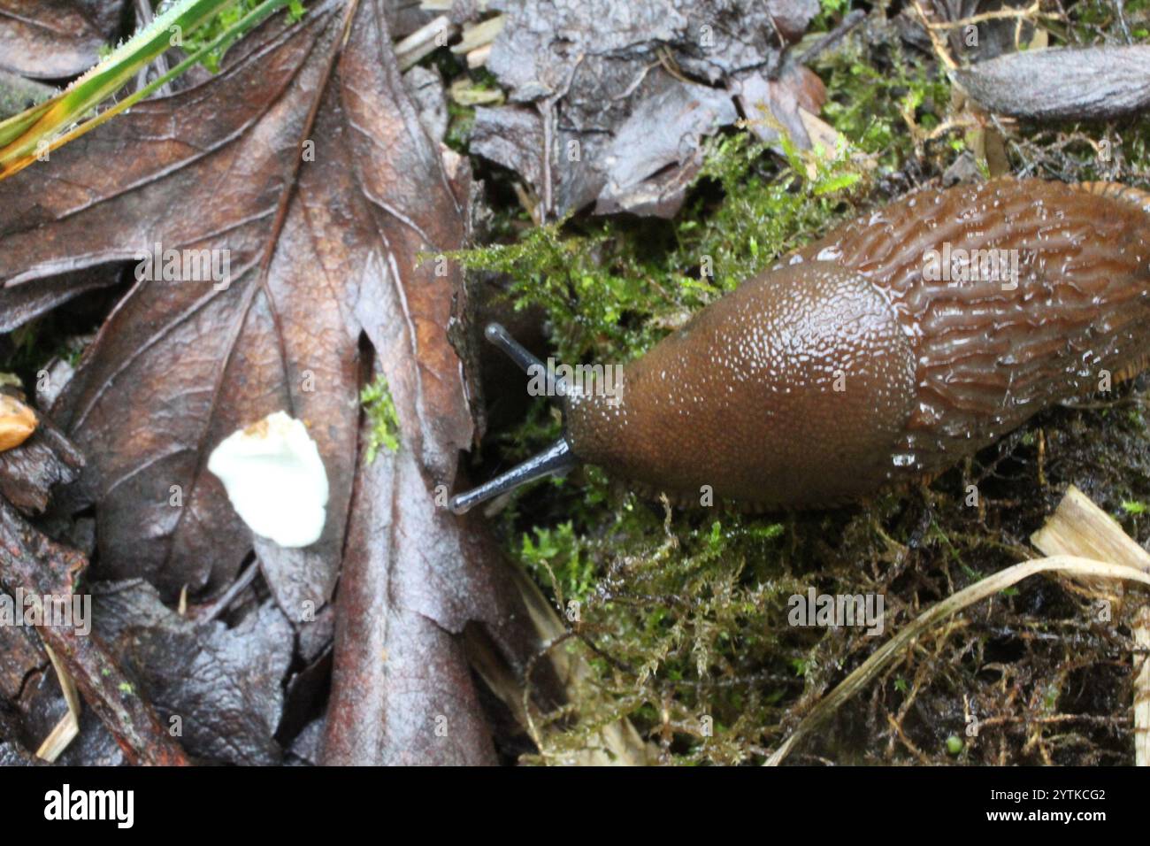 Arion Slugs (Arion Stock Photo - Alamy