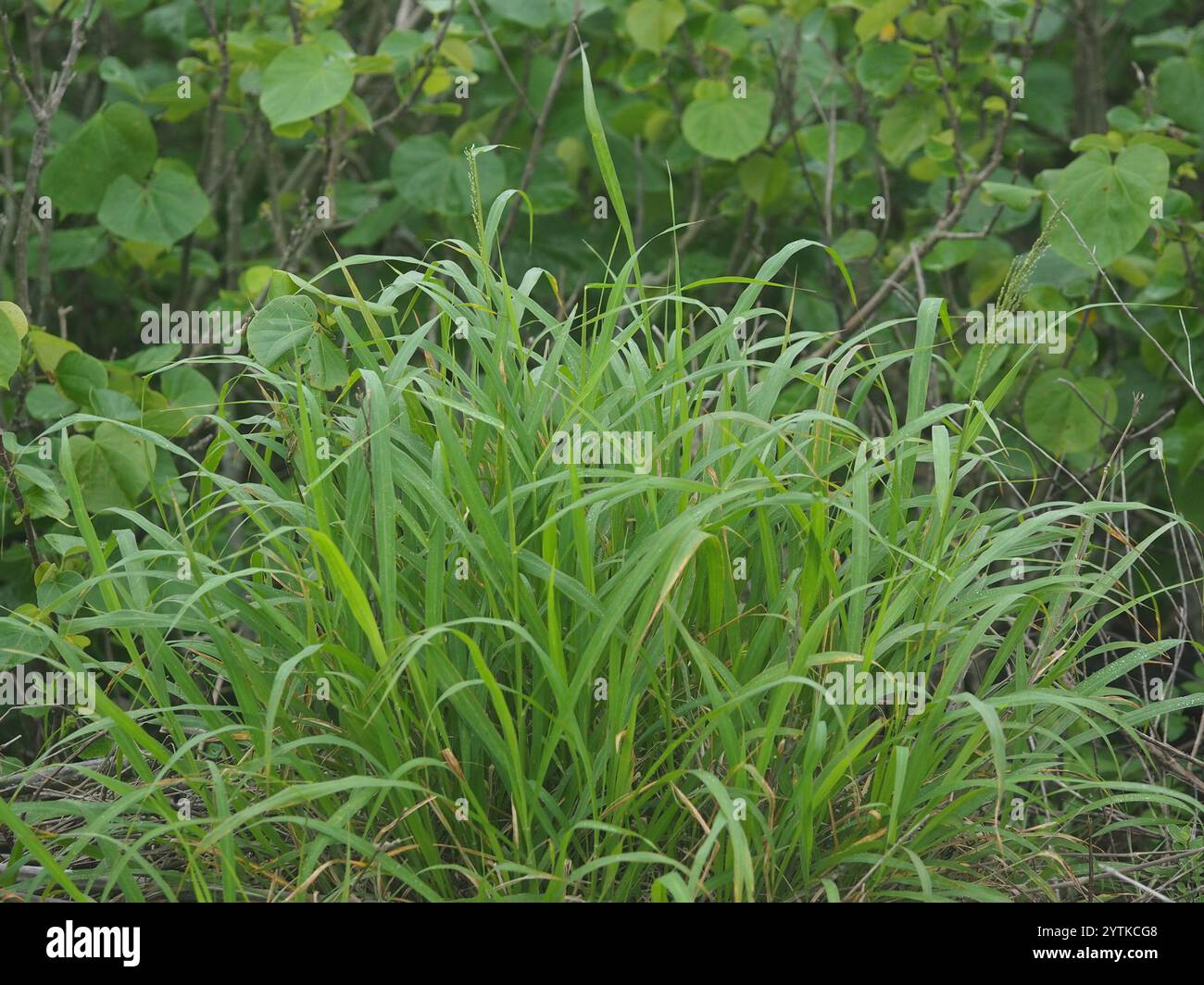 Megathyrsus maximus hi-res stock photography and images - Alamy