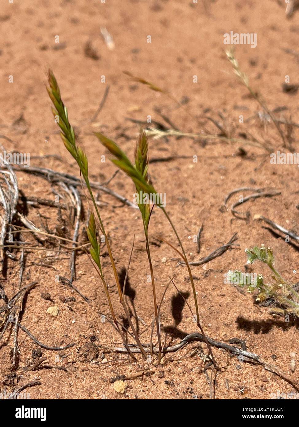 sixweeks grass (Festuca octoflora Stock Photo - Alamy