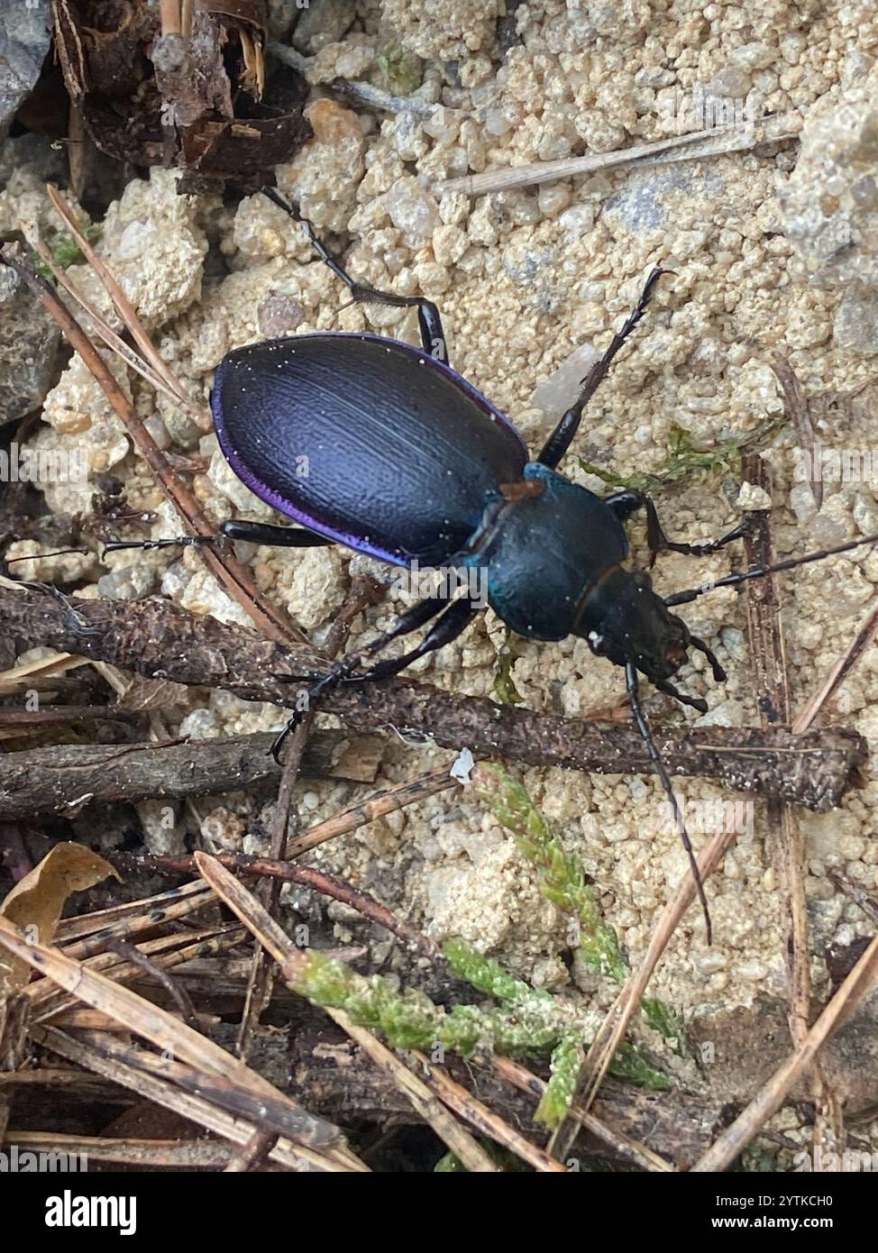 Violet ground beetle (Carabus violaceus Stock Photo - Alamy