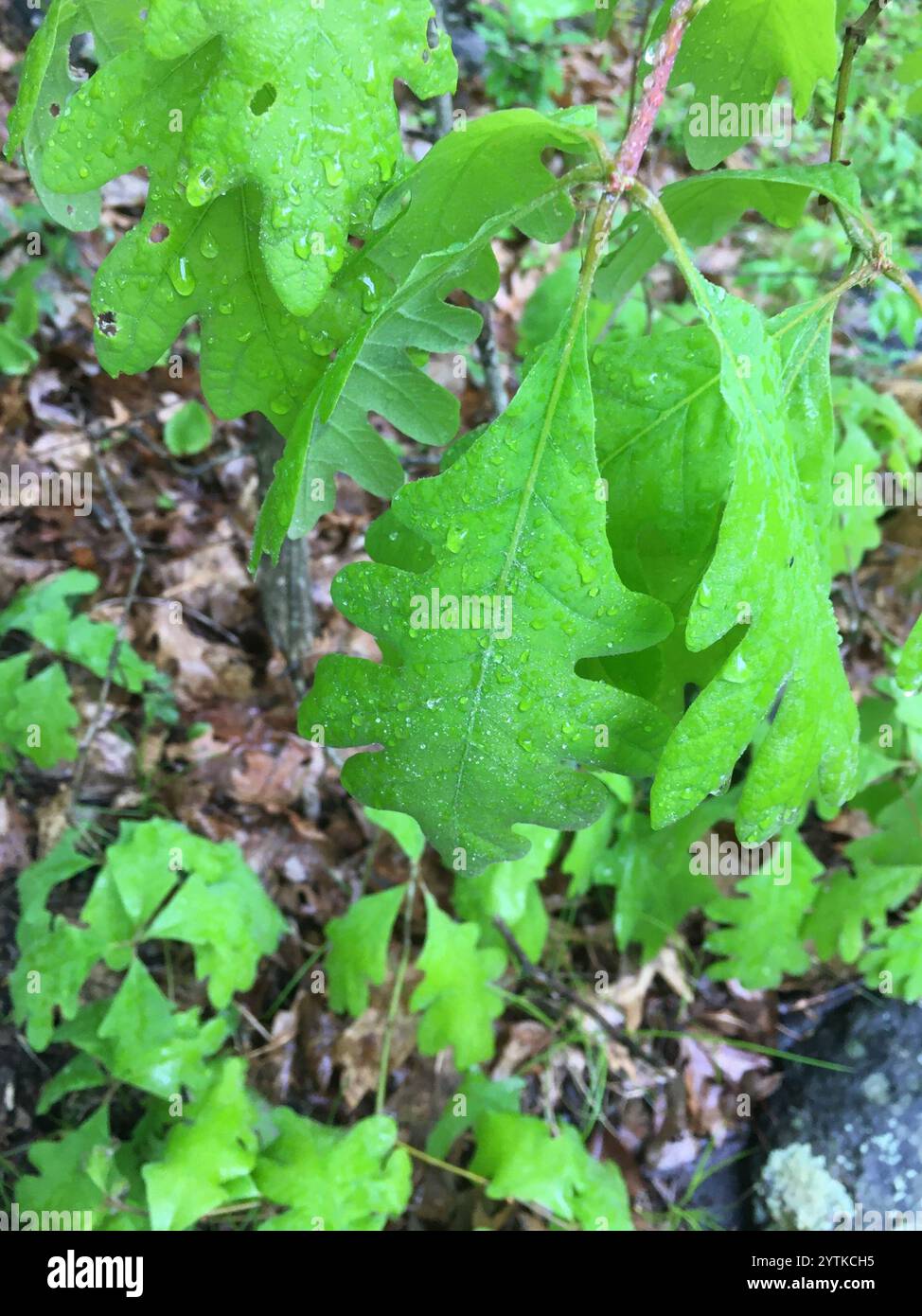 white oak (Quercus alba Stock Photo - Alamy