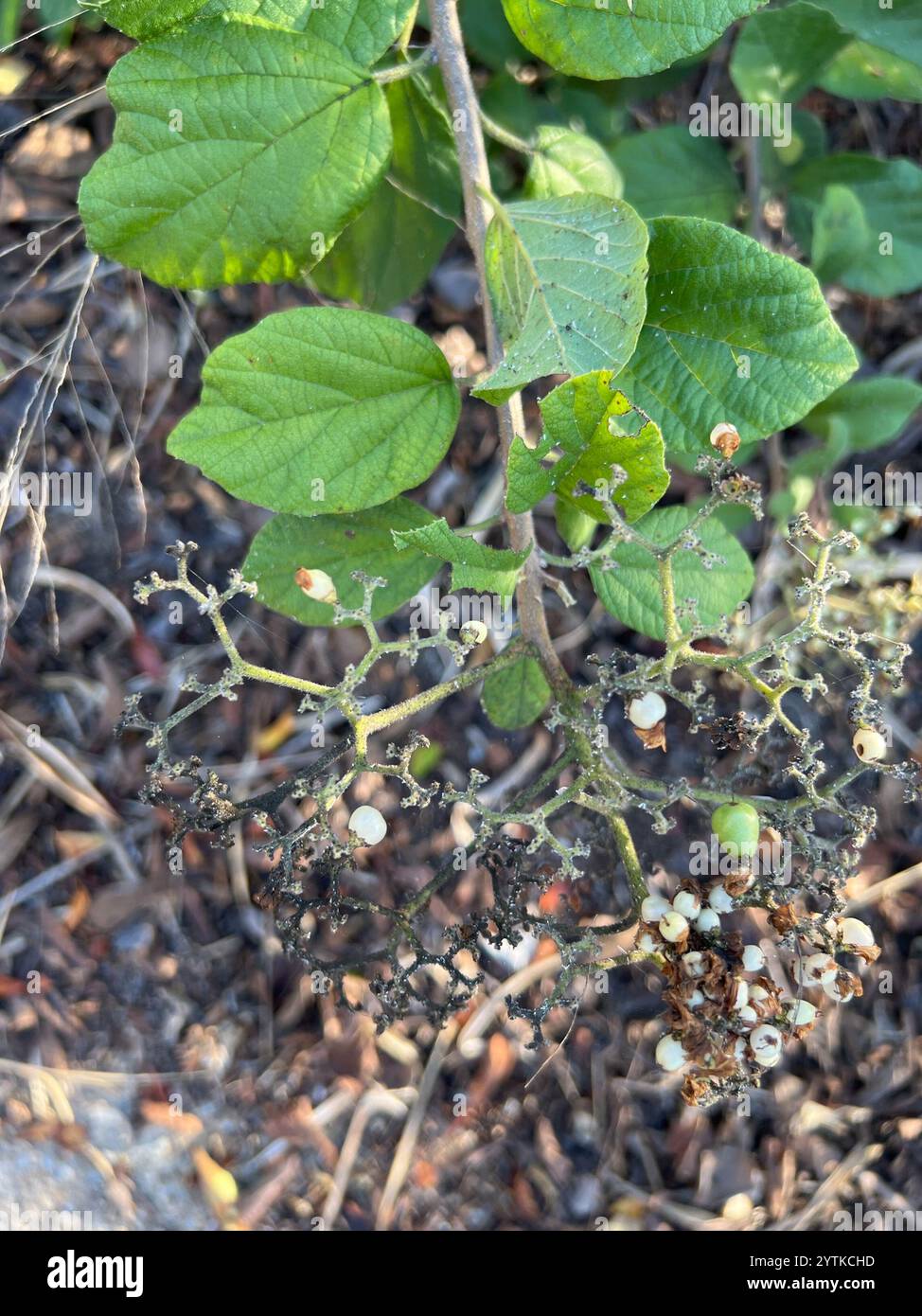 Cordia dentata hi-res stock photography and images - Alamy
