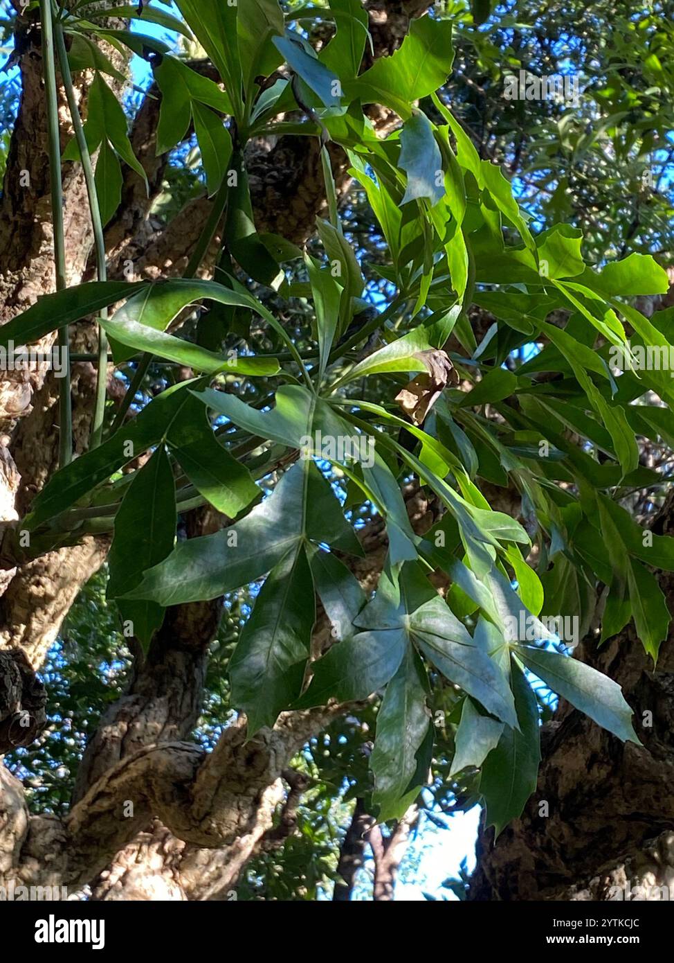 Cussonia spicata hi-res stock photography and images - Alamy
