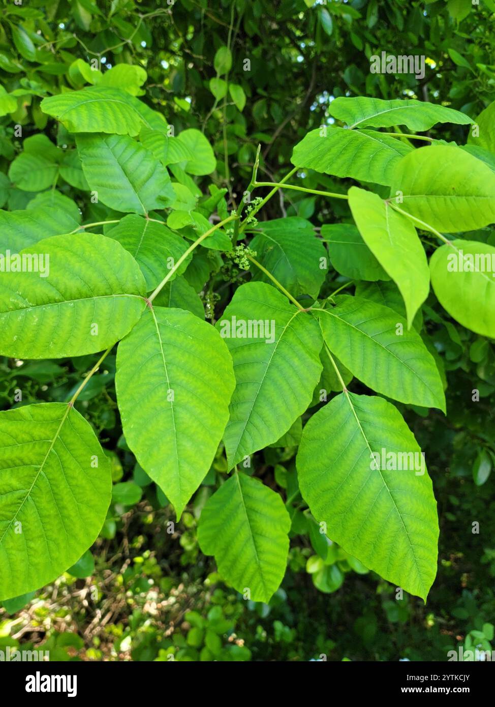 eastern poison ivy (Toxicodendron radicans Stock Photo - Alamy