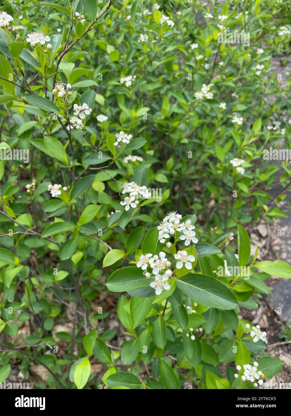 black chokeberry (Aronia melanocarpa Stock Photo - Alamy