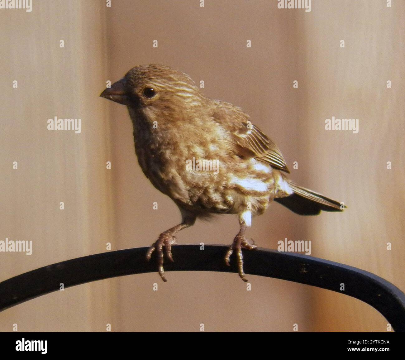 House Finch (Haemorhous mexicanus Stock Photo - Alamy