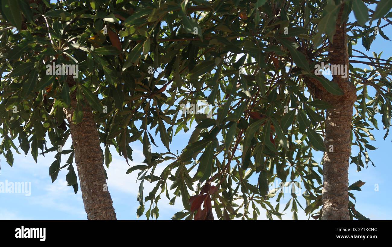 Cabbage tree (Cussonia spicata Stock Photo - Alamy