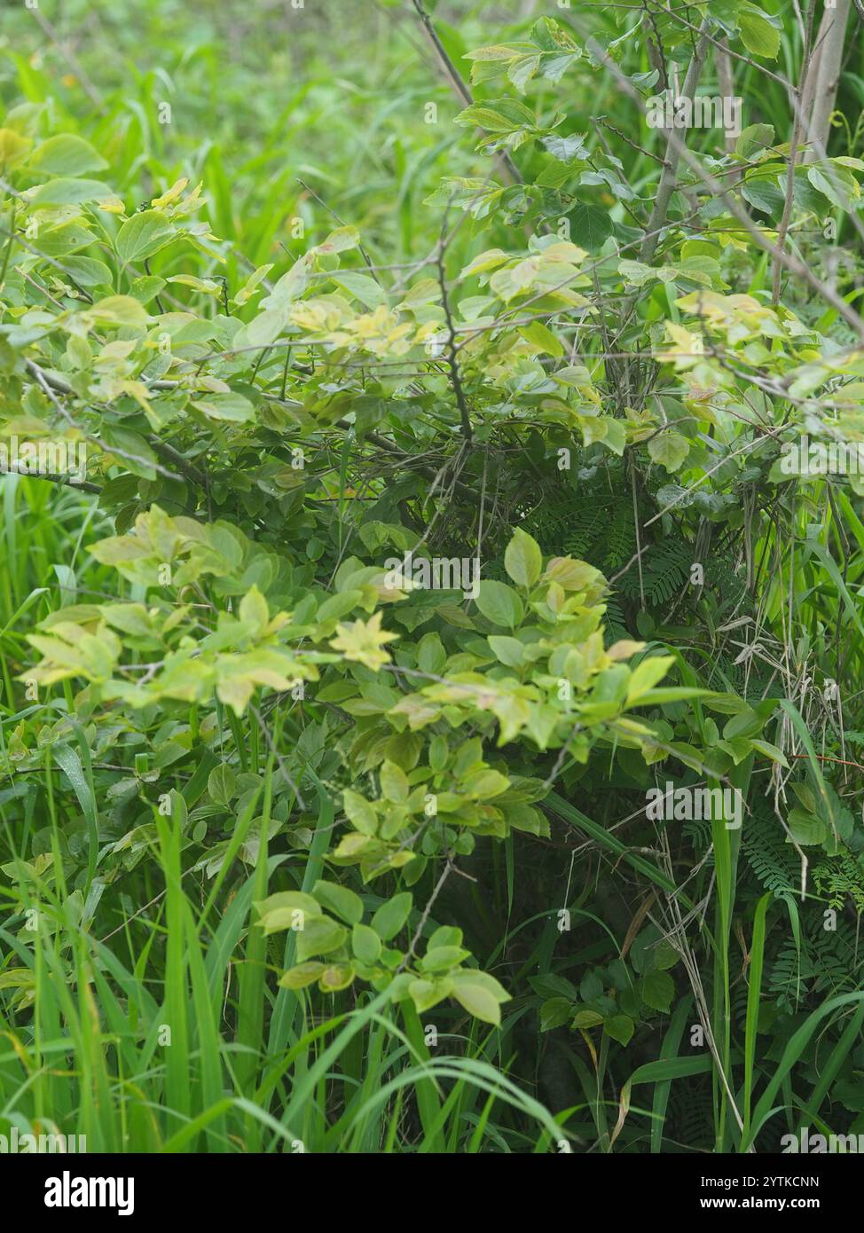 Chinese hackberry celtis sinensis hi-res stock photography and images ...
