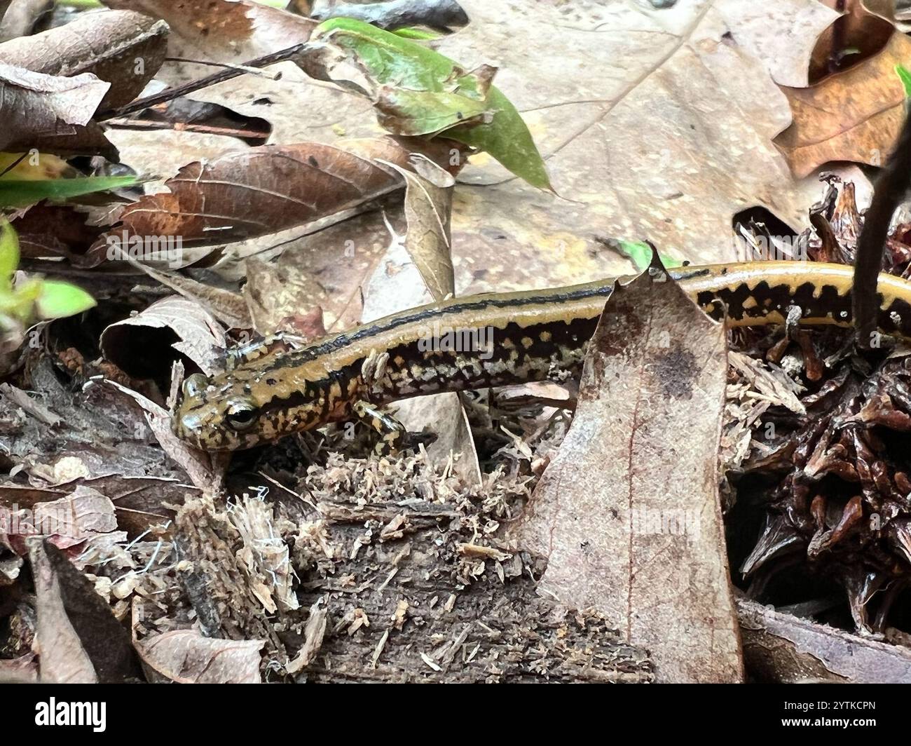 Three-lined Salamander (Eurycea guttolineata Stock Photo - Alamy