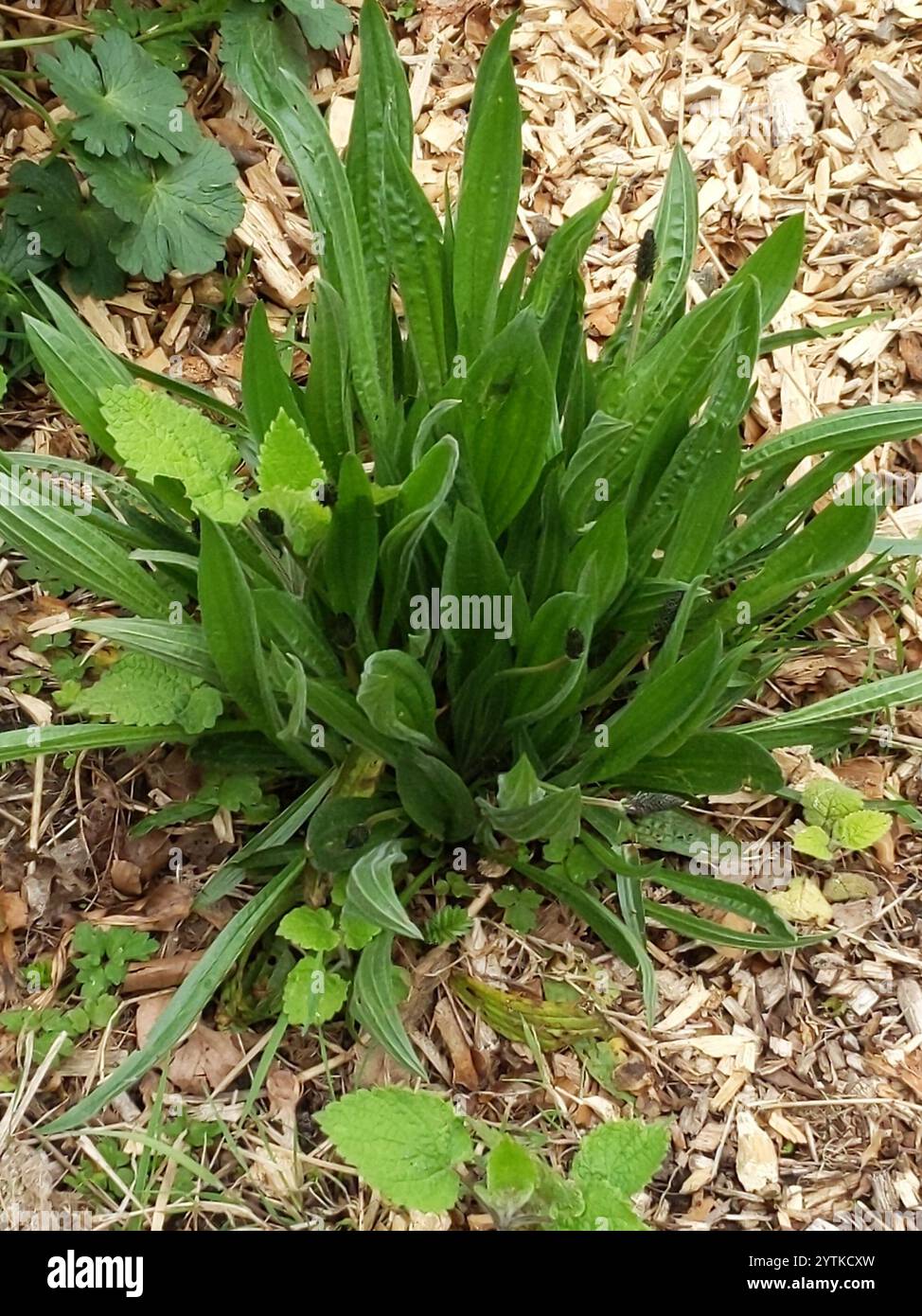 ribwort plantain (Plantago lanceolata Stock Photo - Alamy