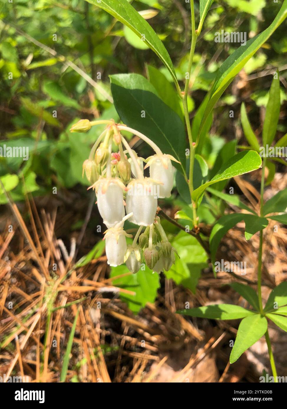 staggerbush (Lyonia mariana Stock Photo - Alamy