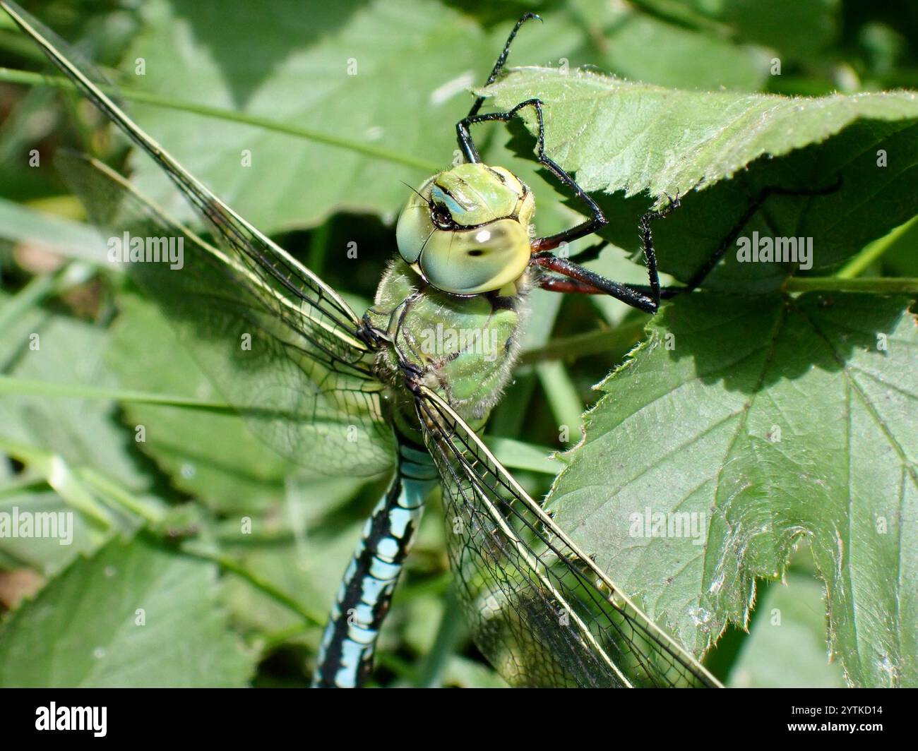 Blue Emperor (Anax imperator Stock Photo - Alamy