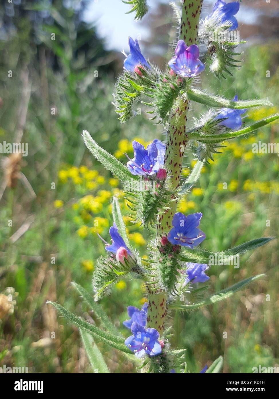 viper's-bugloss (Echium vulgare Stock Photo - Alamy