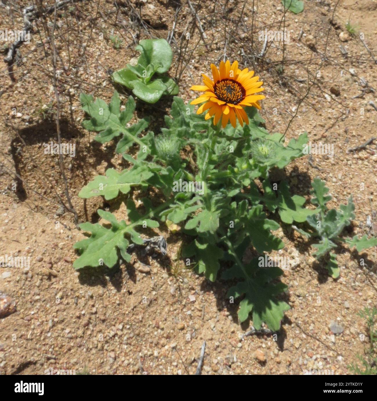 Monarch-of-the-veldt (Arctotis fastuosa Stock Photo - Alamy
