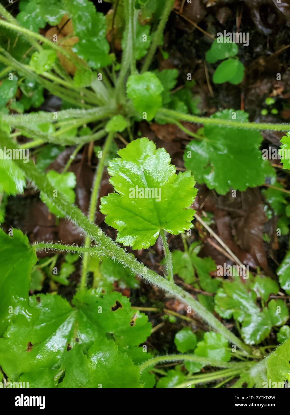 crevice alumroot (Heuchera micrantha Stock Photo - Alamy
