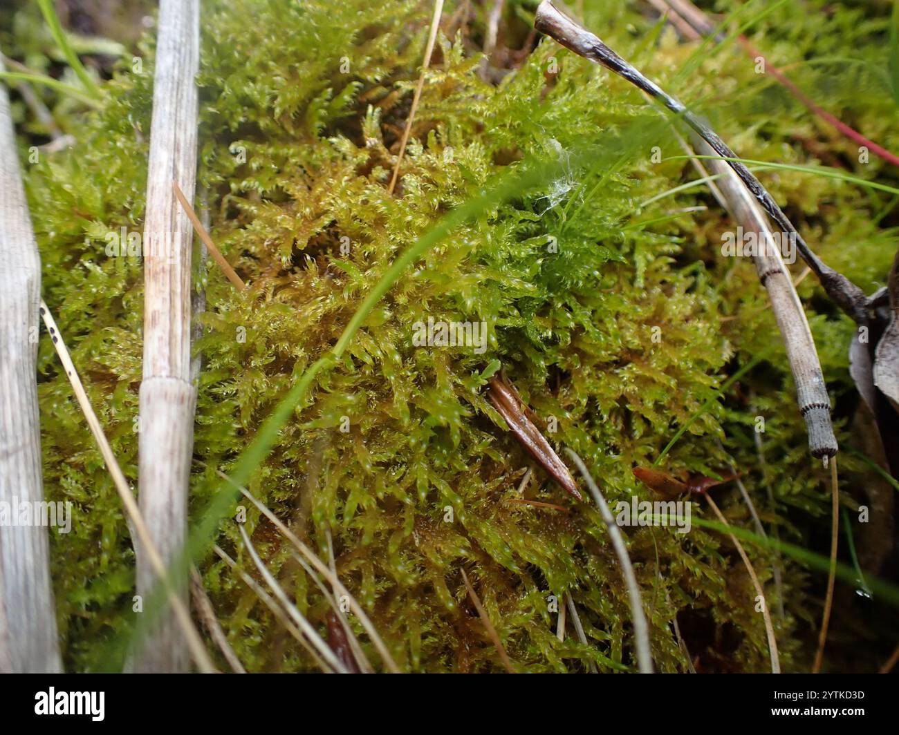 Kneiff's hook-moss (Drepanocladus aduncus Stock Photo - Alamy