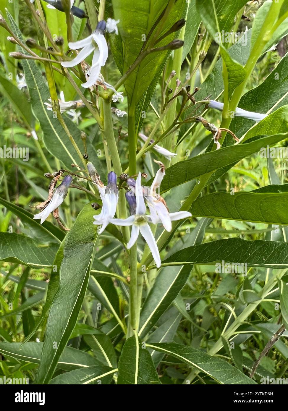 Ozark Bluestar (Amsonia illustris Stock Photo - Alamy