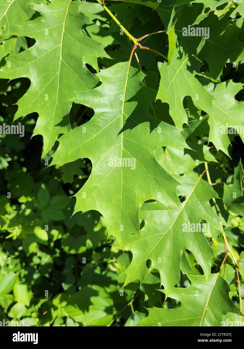 northern red oak (Quercus rubra Stock Photo - Alamy
