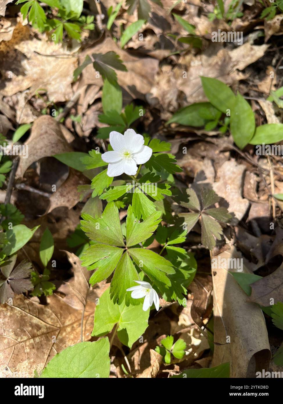 wood anemone (Anemonoides quinquefolia Stock Photo - Alamy