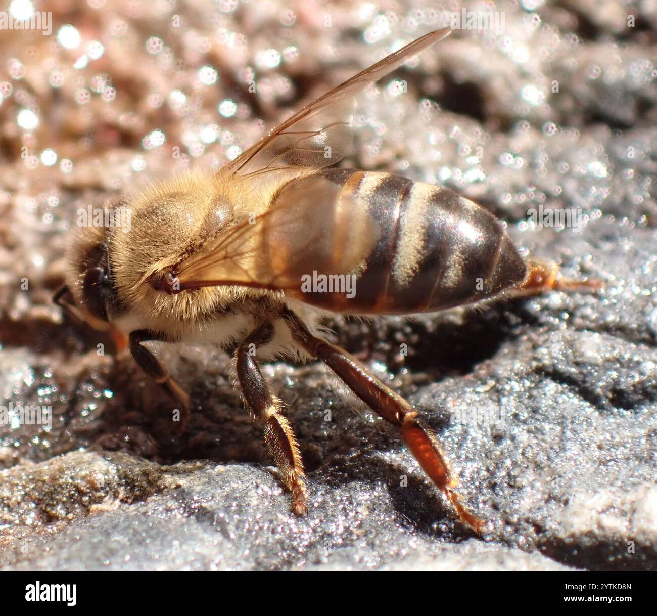 Cape Honey Bee (Apis mellifera capensis Stock Photo - Alamy