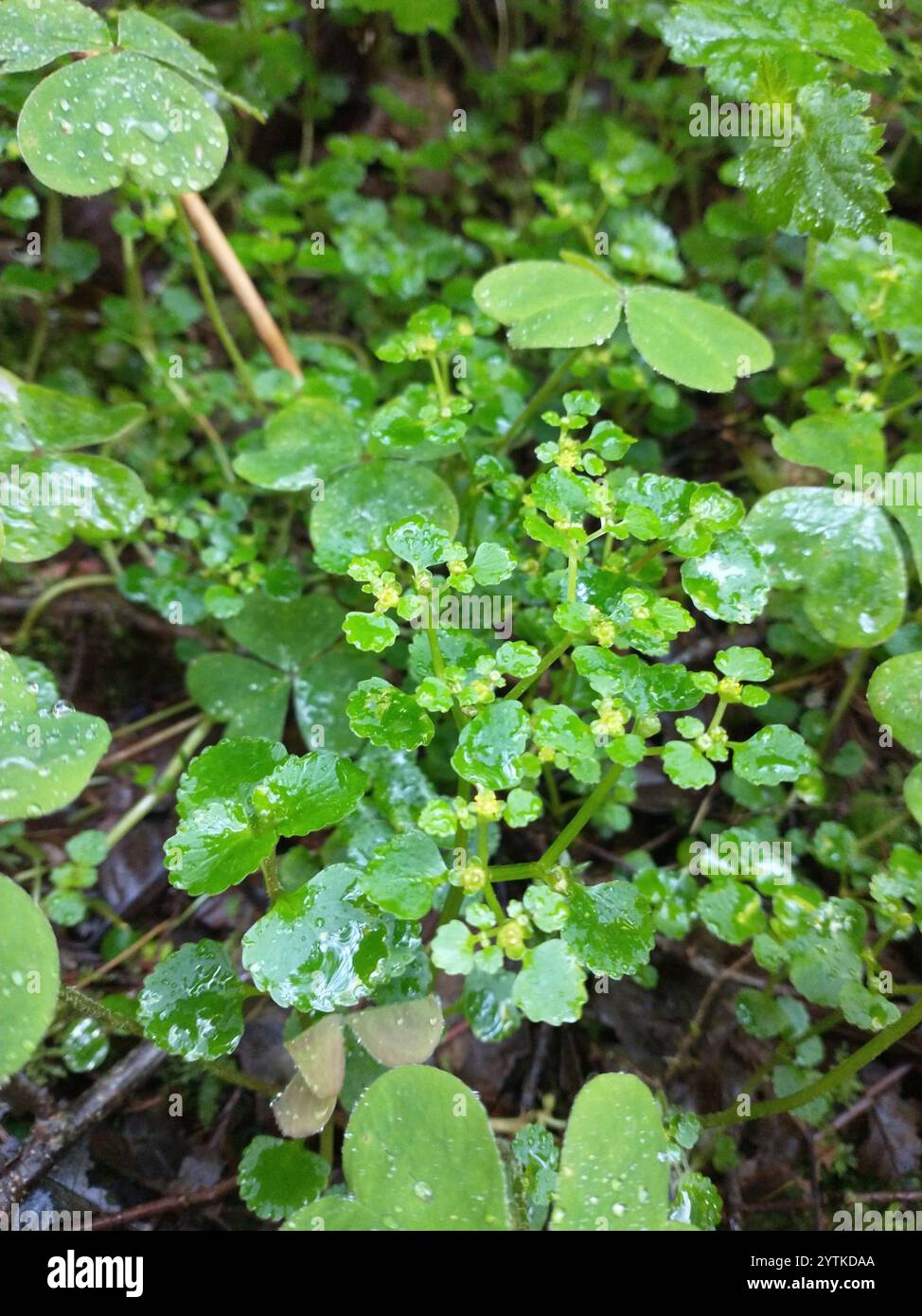 Pacific golden-saxifrage (Chrysosplenium glechomifolium Stock Photo - Alamy