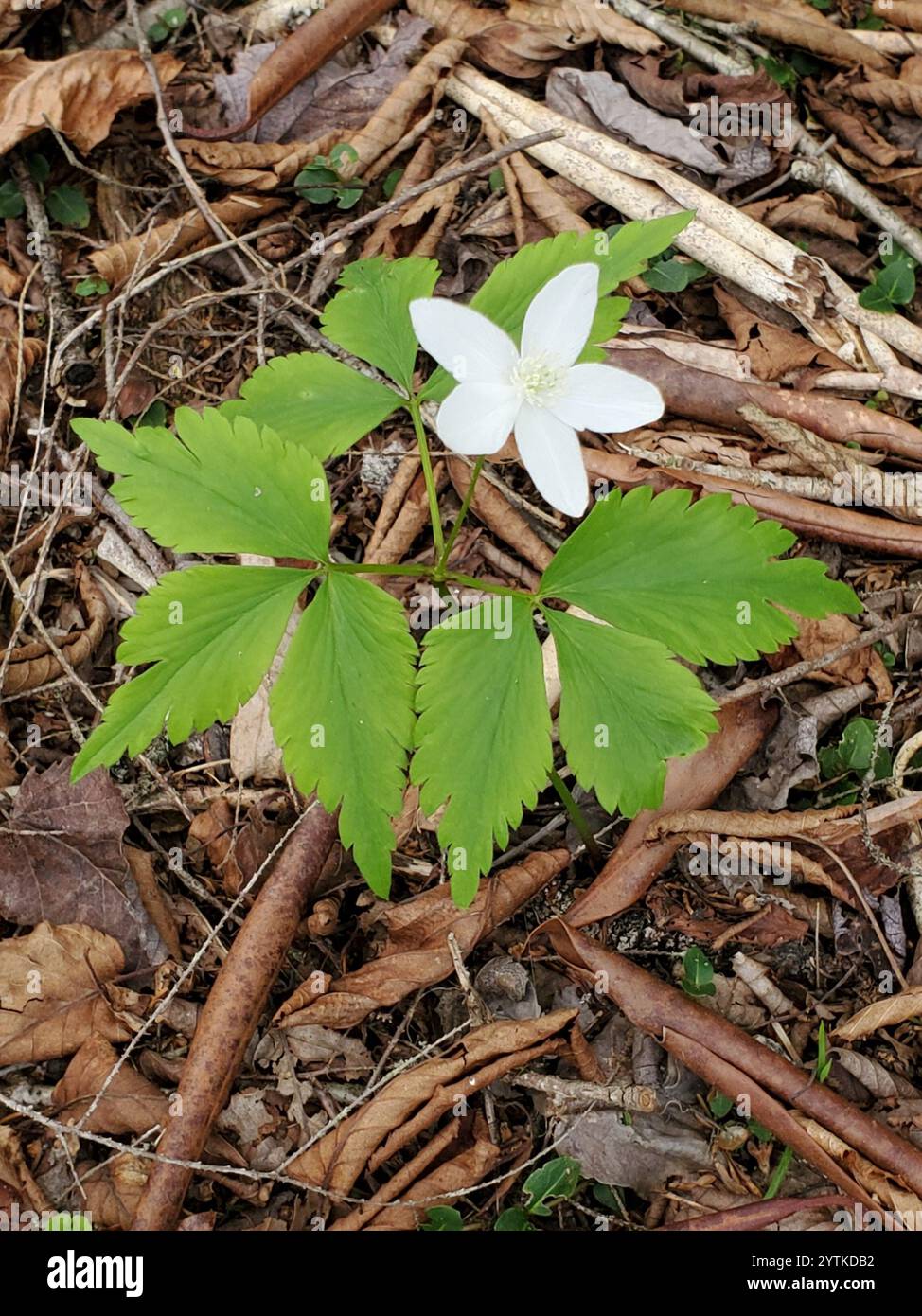 wood anemone (Anemonoides quinquefolia Stock Photo - Alamy