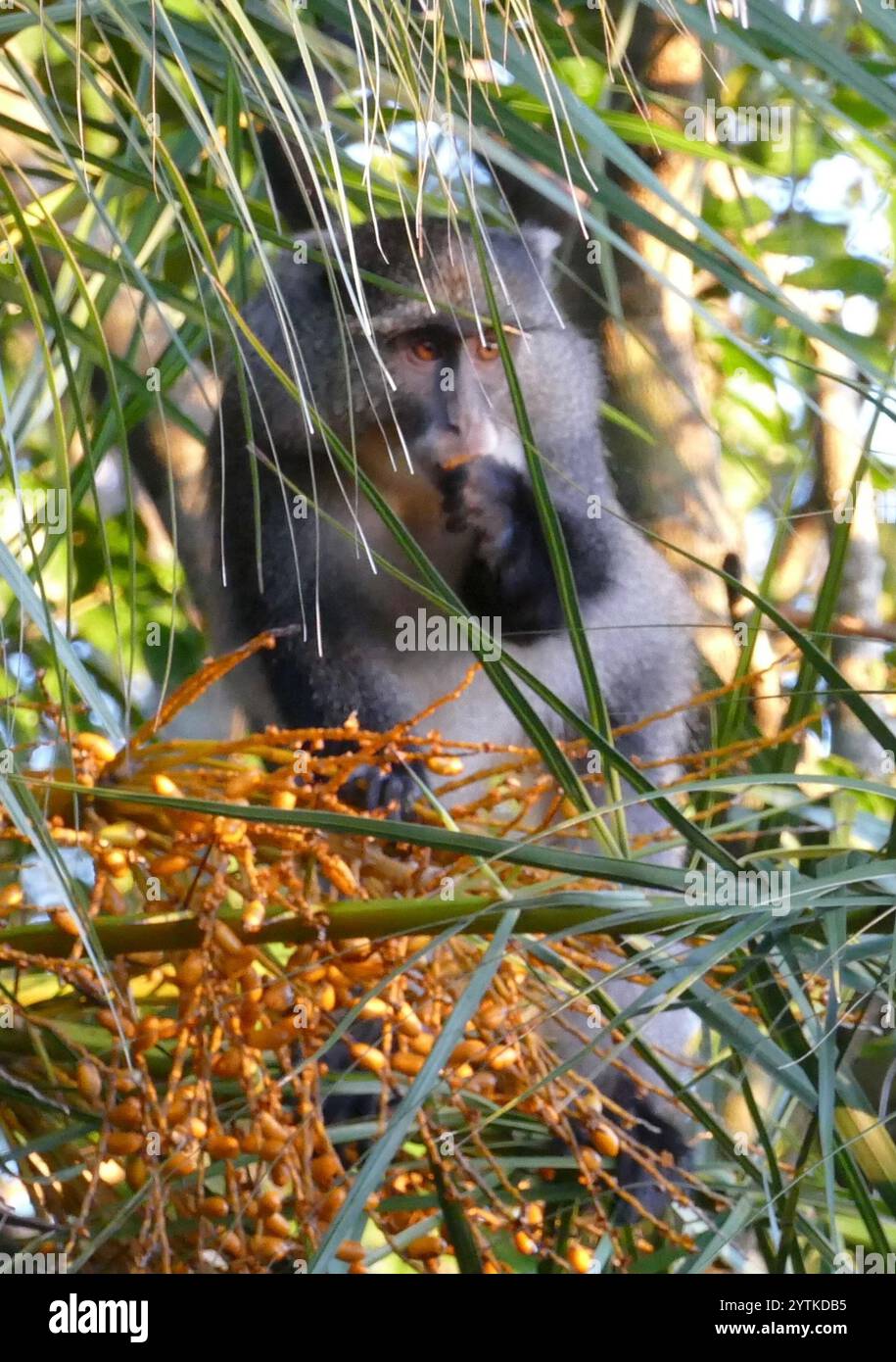 Blue Monkey (Cercopithecus mitis Stock Photo - Alamy