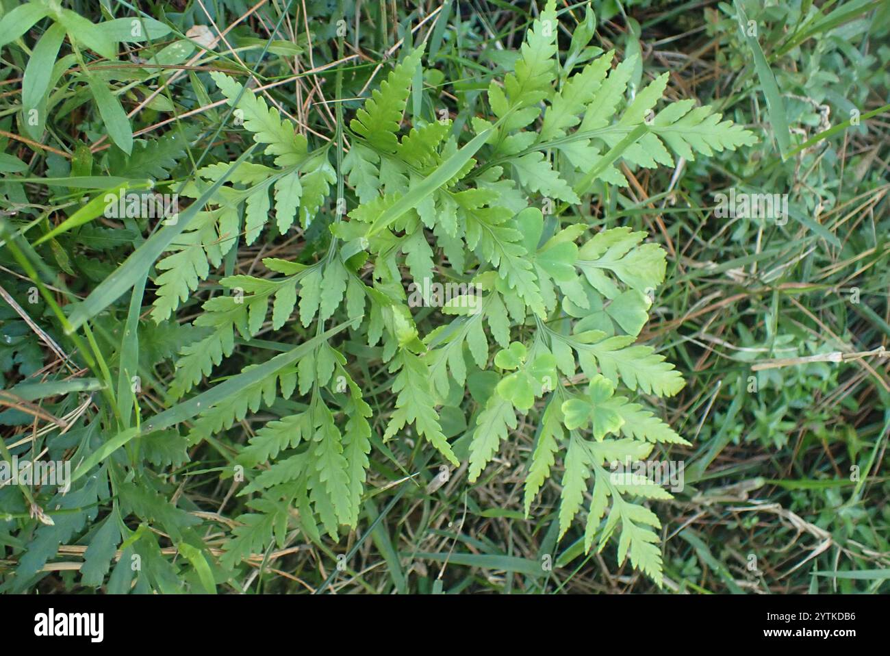 leatherleaf fern (Rumohra adiantiformis Stock Photo - Alamy