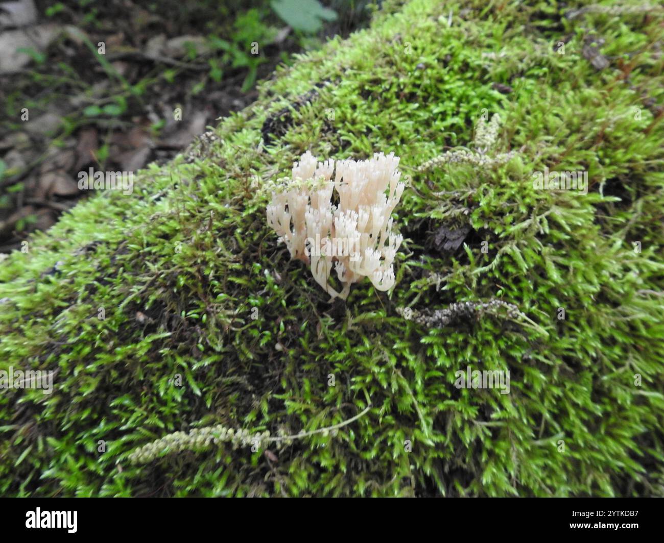 crown-tipped coral fungus (Artomyces pyxidatus Stock Photo - Alamy