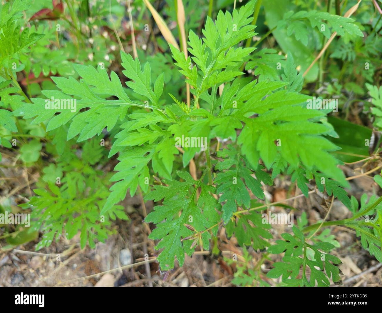 common ragweed (Ambrosia artemisiifolia Stock Photo - Alamy