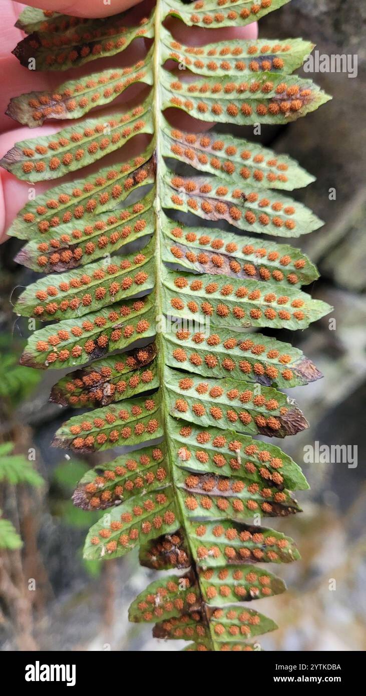 western polypody (Polypodium hesperium Stock Photo - Alamy