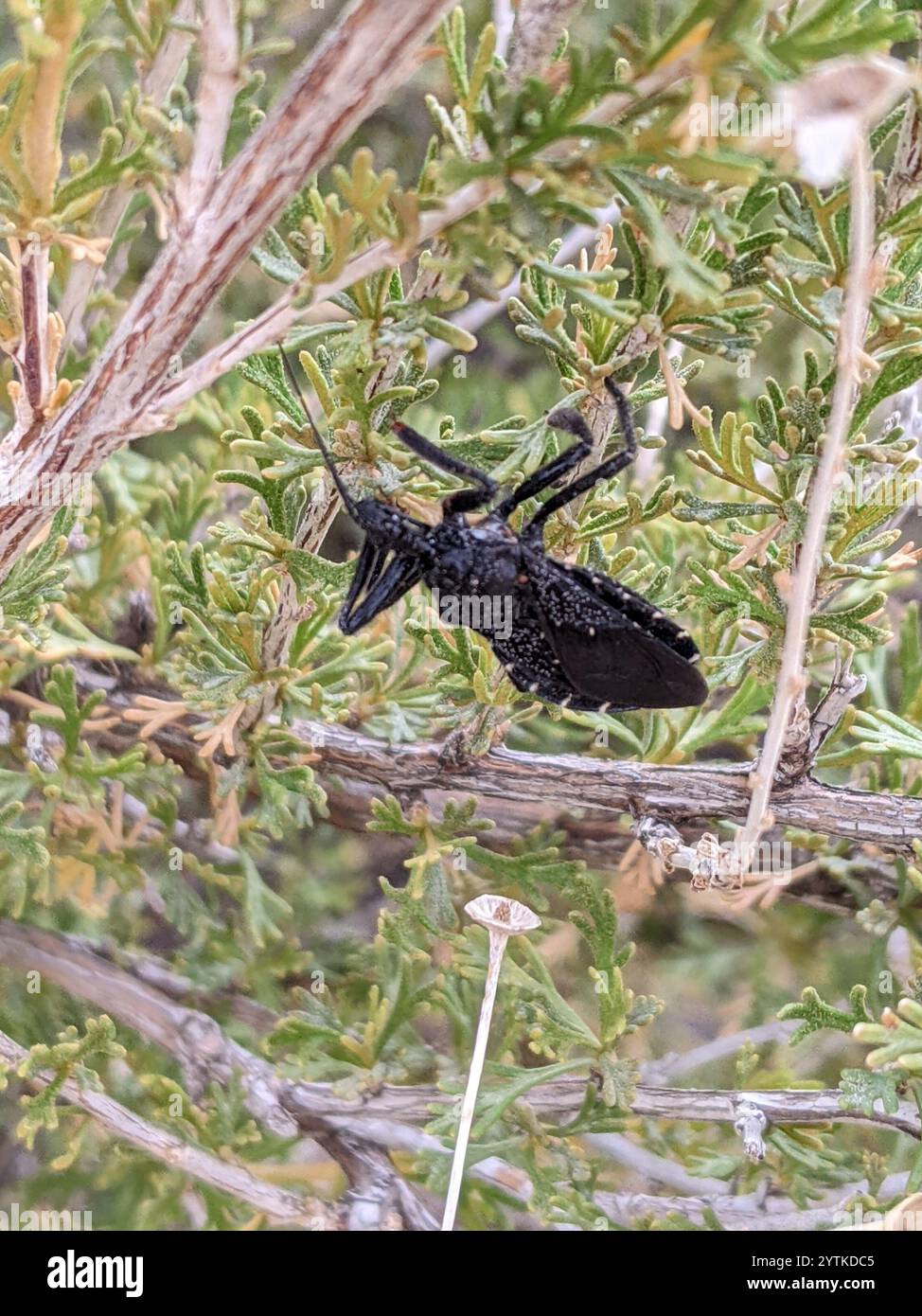 Black Bee Assassin (Apiomerus longispinis Stock Photo - Alamy
